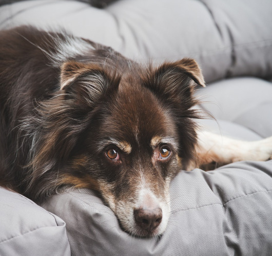 Educa e segui l'orma: percorso educativo sugli interventi assistiti con gli animali - CSV Lombardia