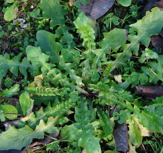 Riconoscere le erbe spontanee commestibili - CSV Lombardia